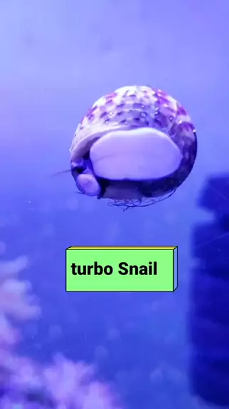 Turbo Snail passeando pelo aquário. #aquarismo