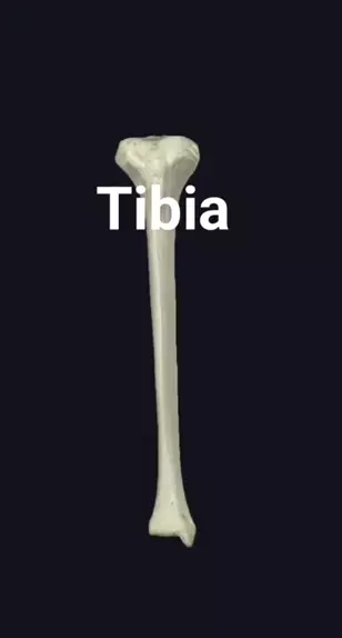 tibia small diamond | Discover