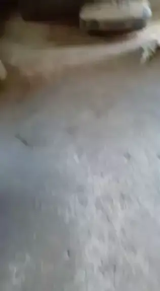 bocil iplayer & sd tobrut| Discover